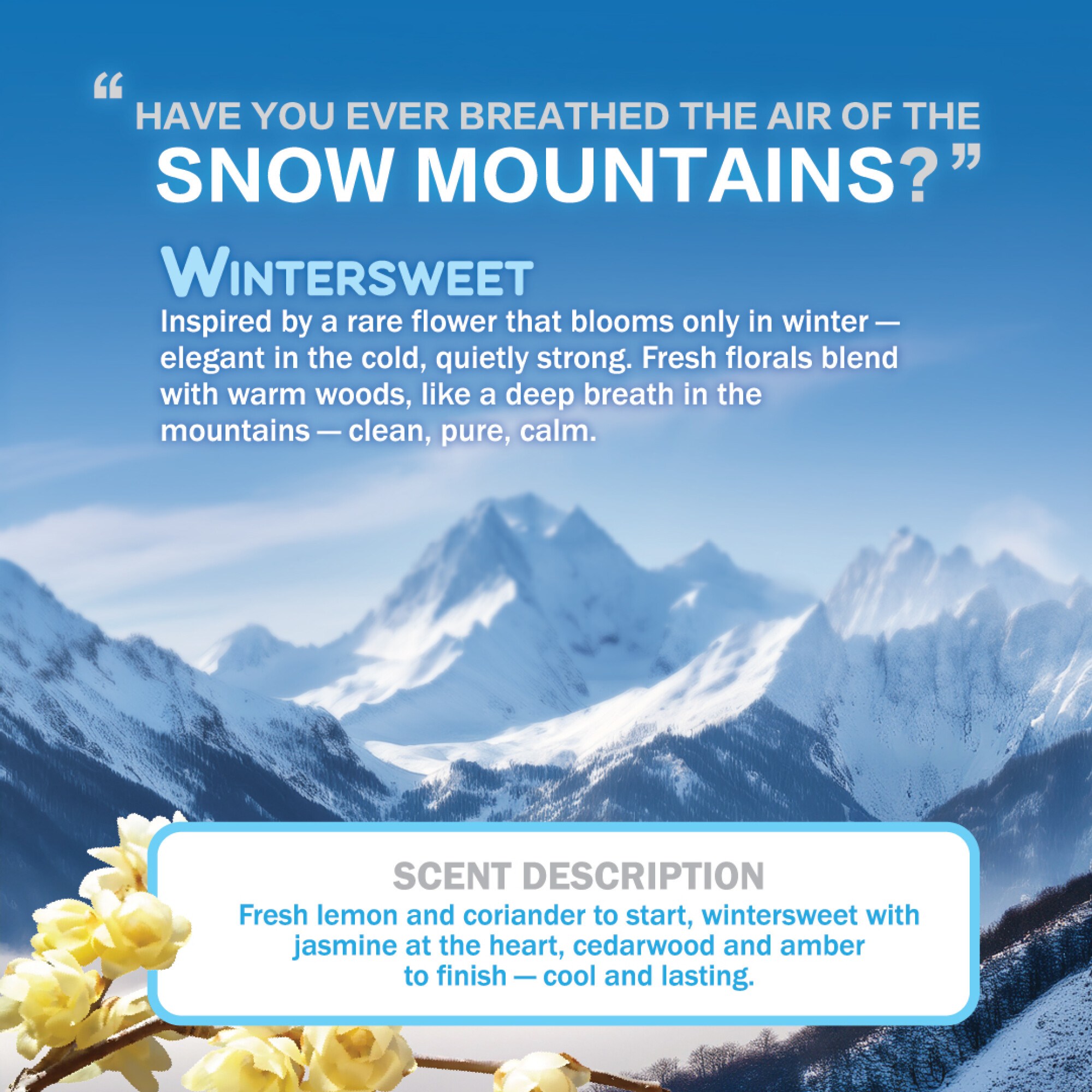 VANZO Smart Car Diffuser Refill Pack - Wintersweet (100ml) - VANZO ...